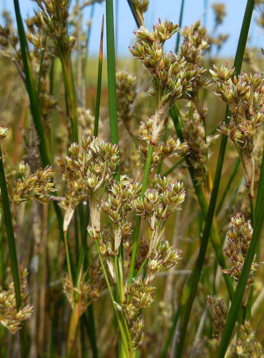 Juncus maritimus, Sea Rush